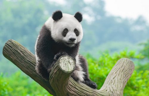 Google Panda 4.0: continua la lotta allo spam a favore dei contenuti di ...